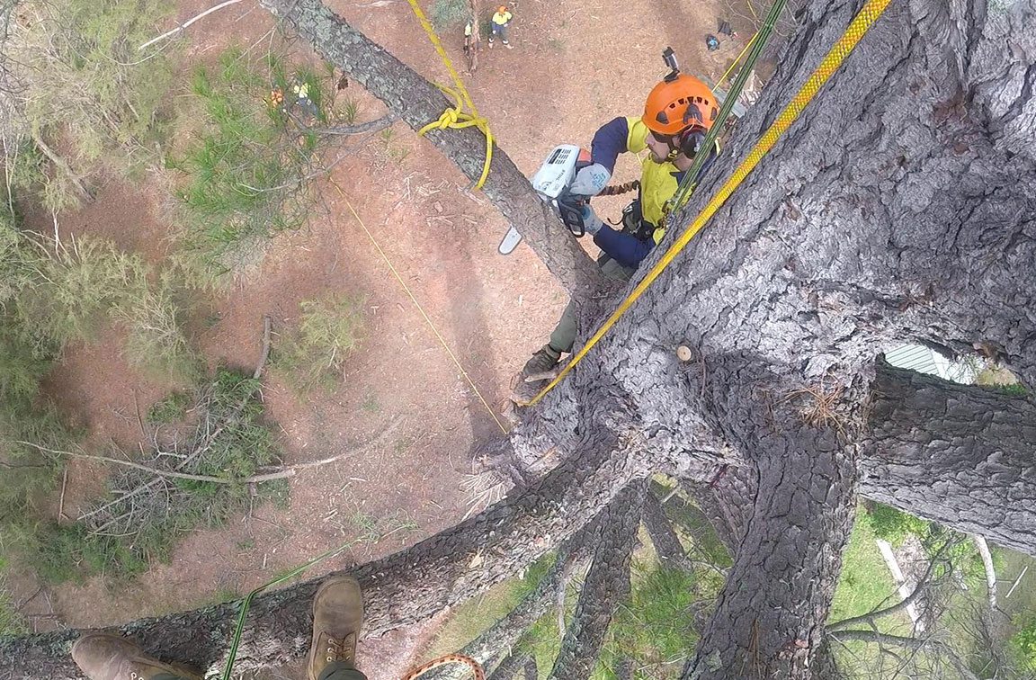 Tree Trimming vs. Removal | Flask Gardening & Maintenance